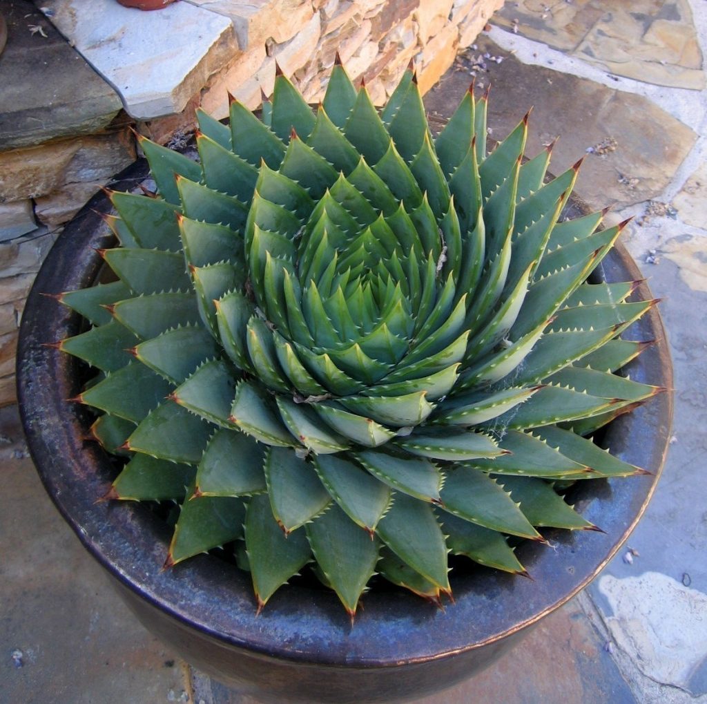 Sukulenti – Carobna basta